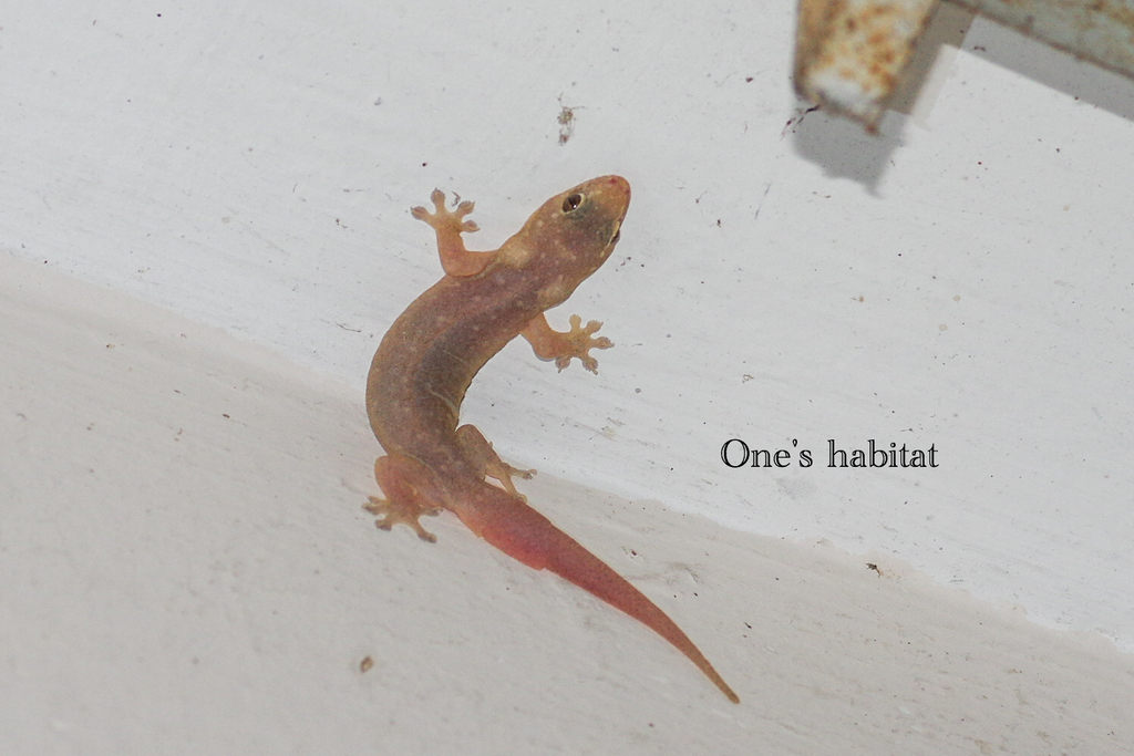 オンナダケヤモリ Gehyra mutilata - One's habitat Blog