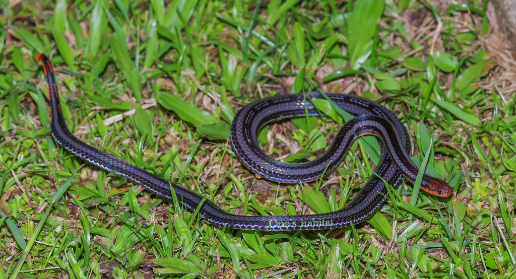 Calliophis intestinalis everetti - One's habitat Blog