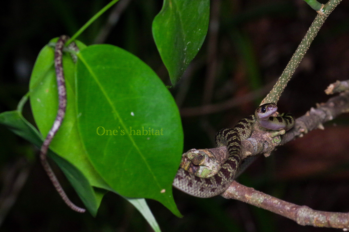 キノボリアトバ Dryocalamus subannulatus - One's habitat Blog