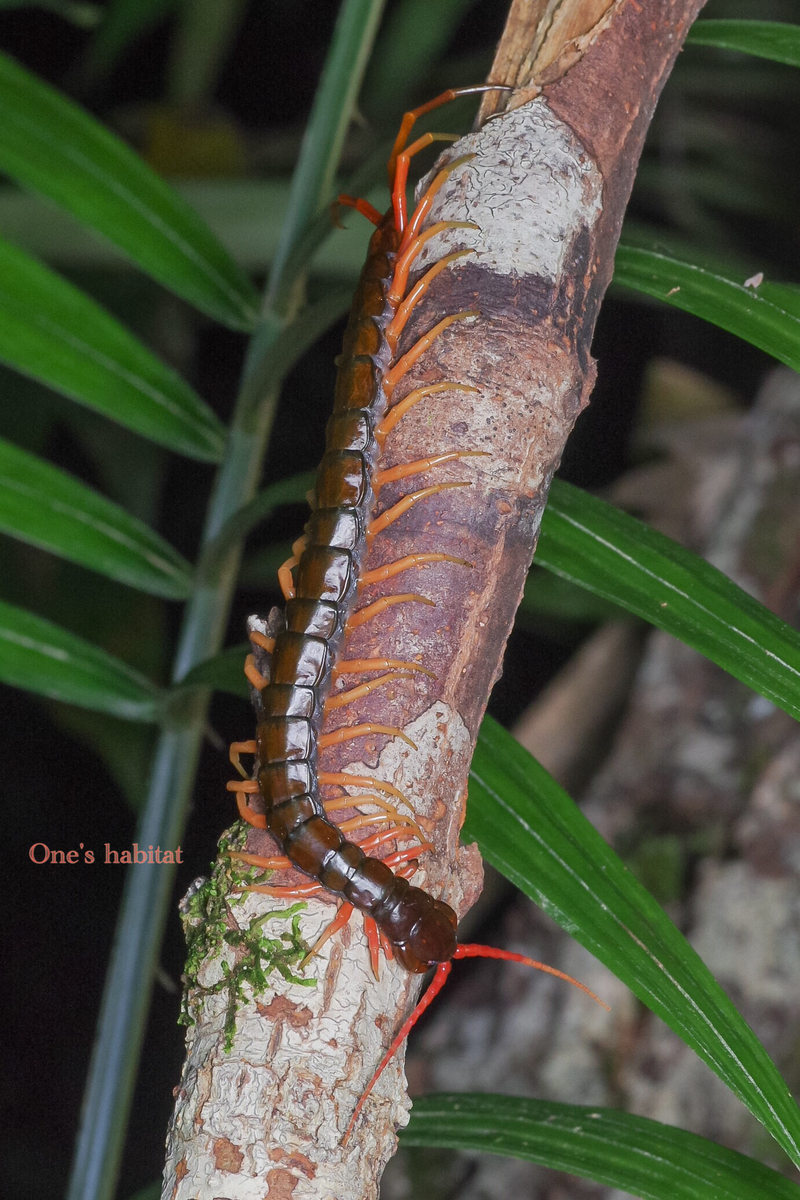 マレーシアンジュエル "Malaysian Jewel" - One's habitat Blog