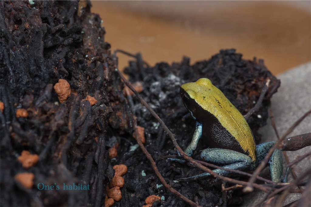 ブルーレッグマンテラ Mantella expectata - One's habitat Blog