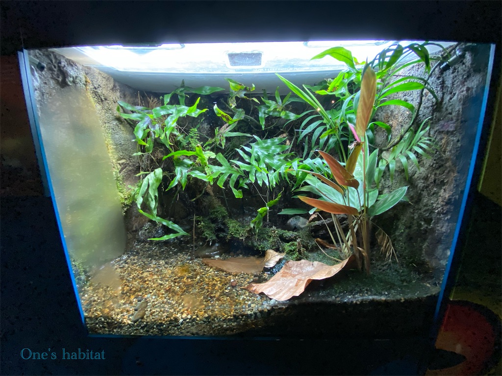 ブルーレッグマンテラ Mantella expectata - One's habitat Blog