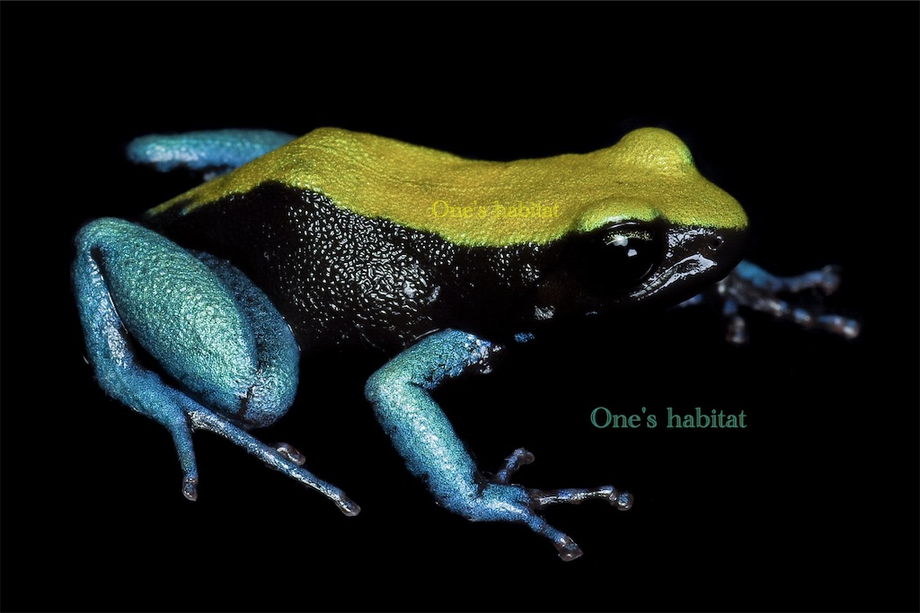 ブルーレッグマンテラ Mantella expectata - One's habitat Blog