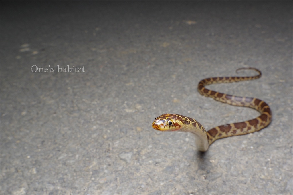 サキシママダラ - One's habitat Blog