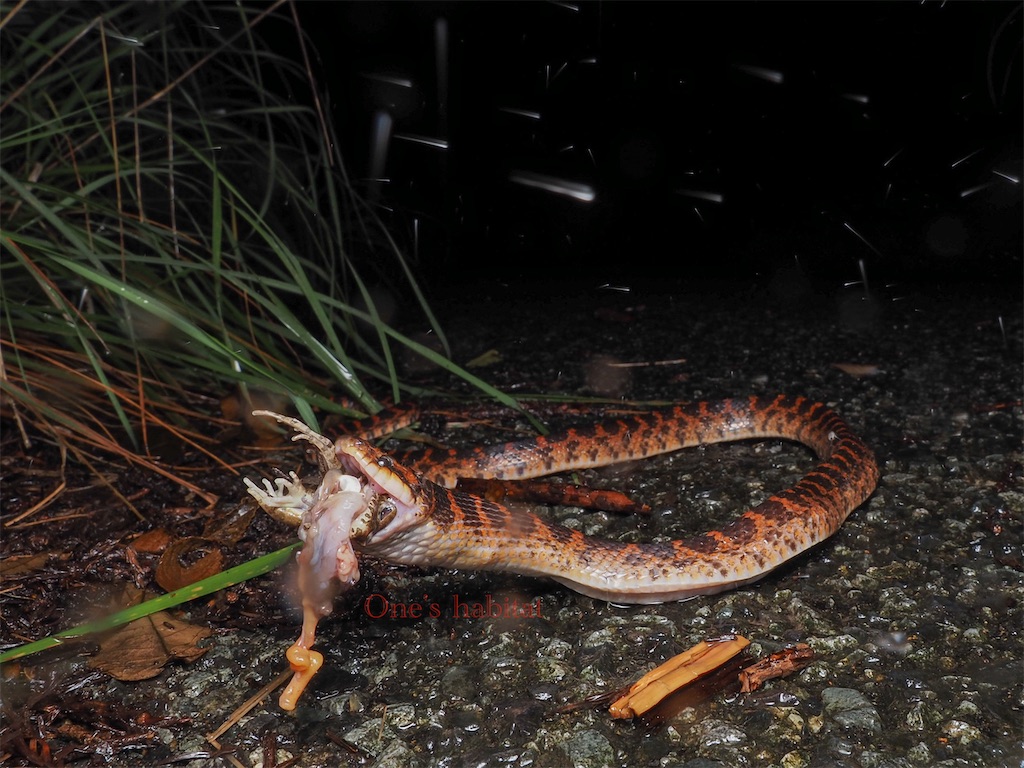 対馬のアカマダラ - One's habitat Blog