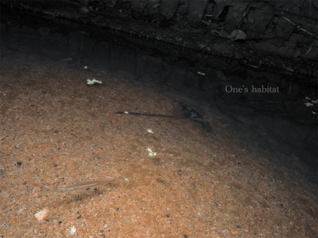 デルモゲニー Dermogenys collettei - One's habitat Blog