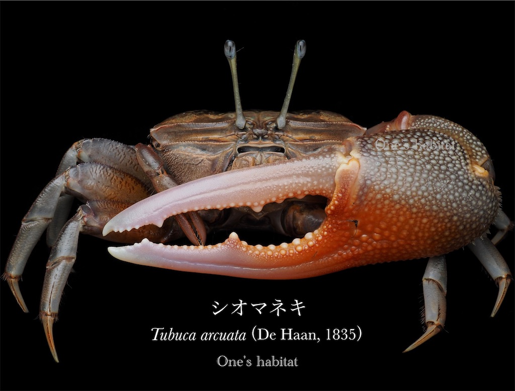シオマネキ Tubuca arcuata - One's habitat Blog