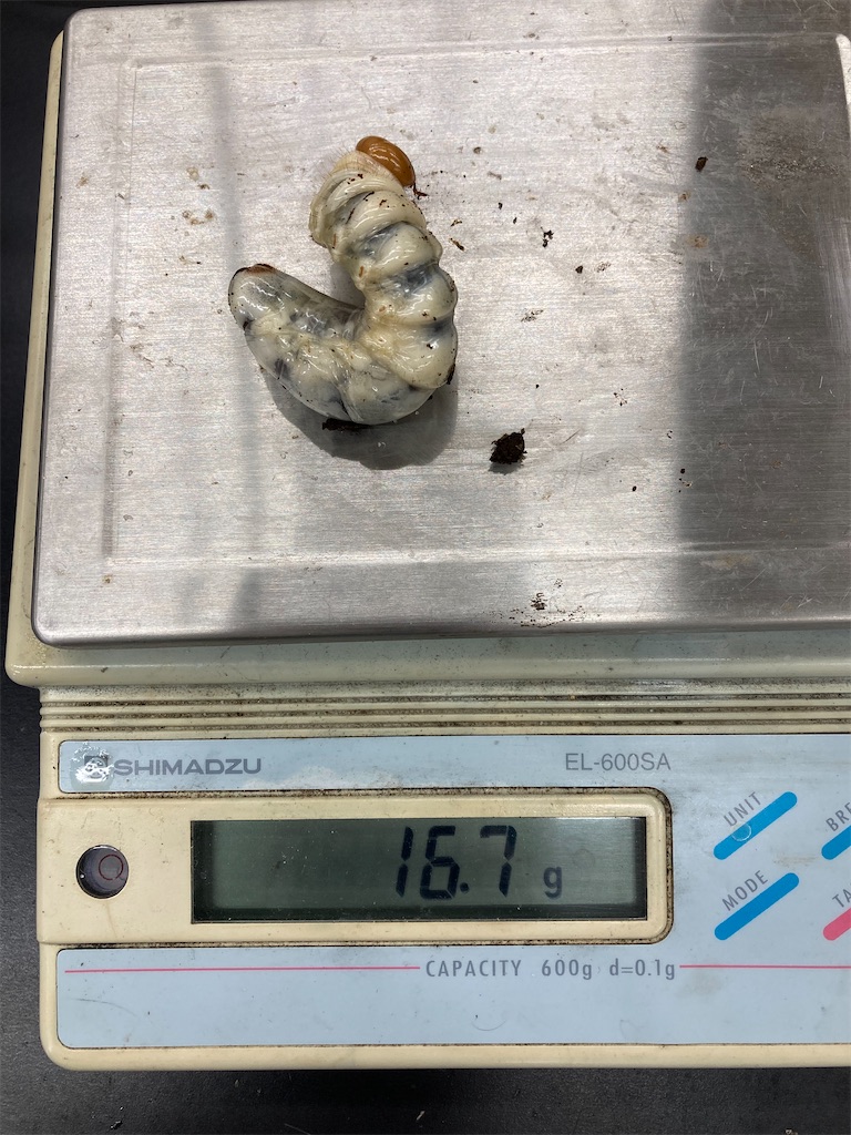 鳳のクワガタ飼育記