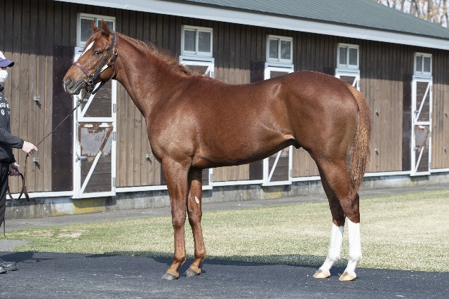 【POG】今年も参加します！日刊競馬POGは昨年に引き続き『 愛』で勝負！ - from1987