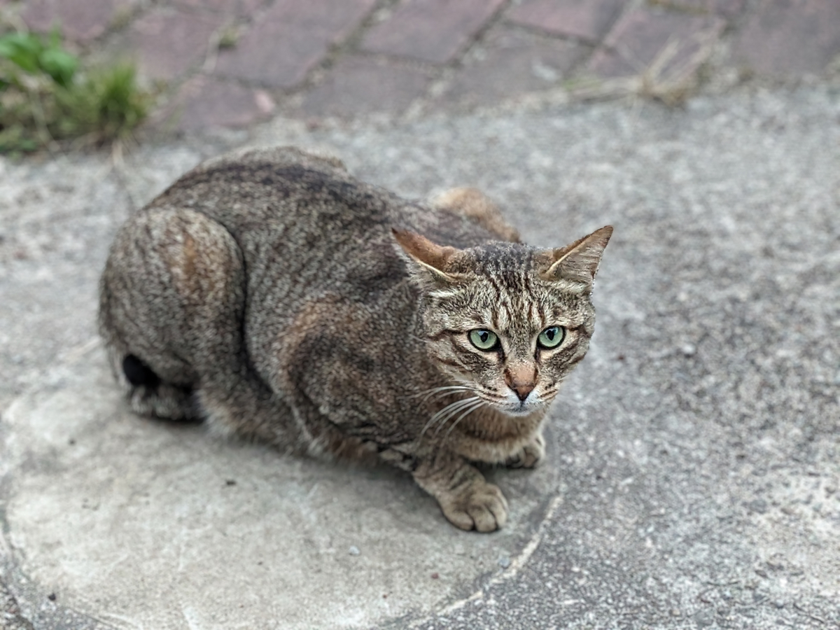 Cat - Brooding photo