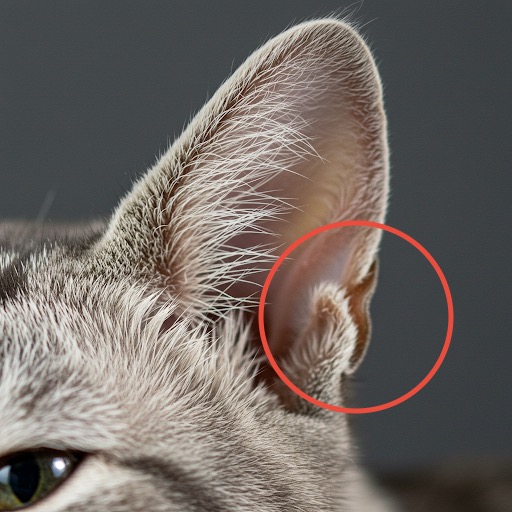 猫の耳の『ヘンリーのポケット』とは？知られざる構造の役割を解説 - Pet Info Center -ペットのお役立ち情報発信-