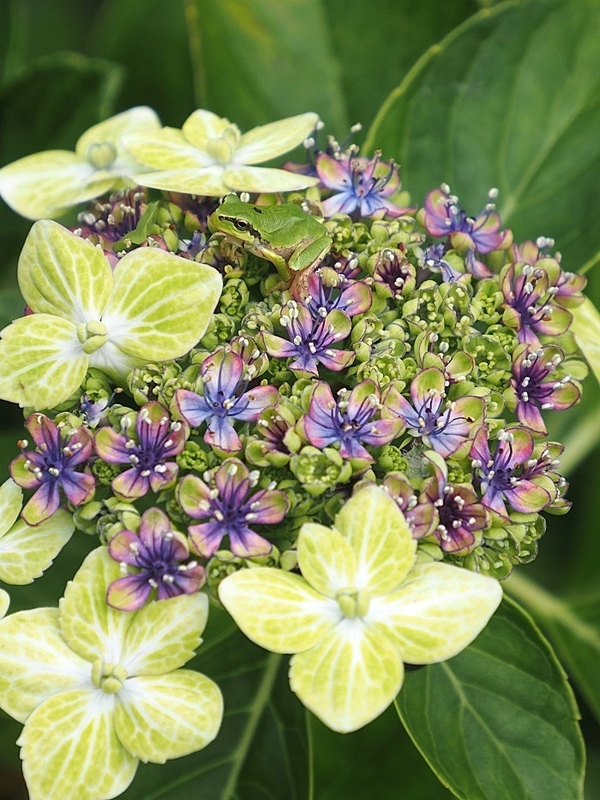 💖今日の庭の花💖 - 花遊び 山遊び ブログ
