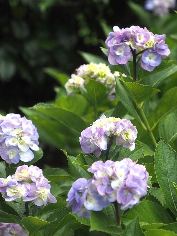 💖今日の庭の花💖 - 花遊び 山遊び ブログ