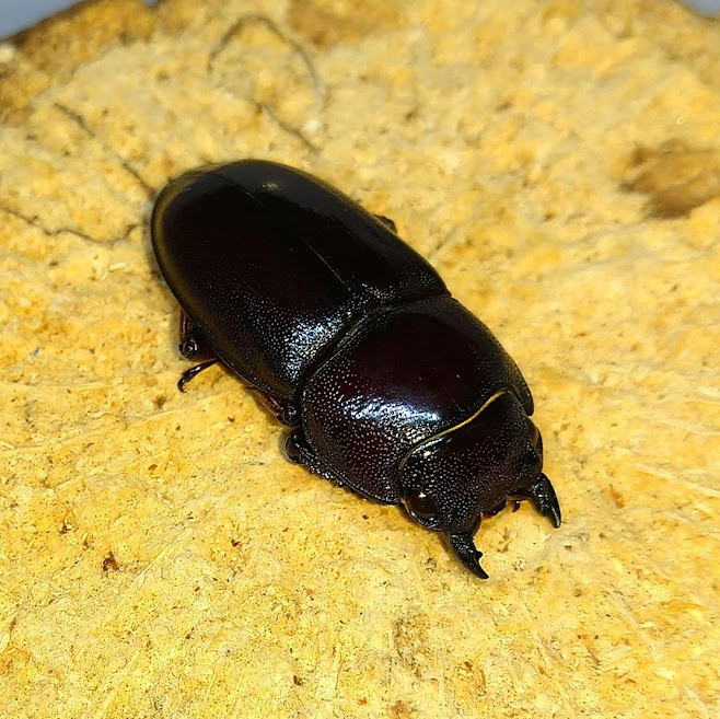 【もとおのクワガタ写真館】Dorcus編 - きれいで簡単にふえるやつがすき