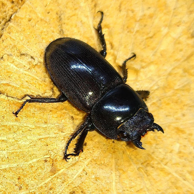 【もとおのクワガタ写真館】Dorcus編 - きれいで簡単にふえるやつがすき