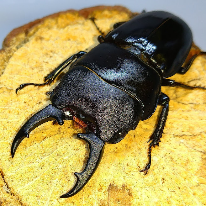 【もとおのクワガタ写真館】Dorcus編 - きれいで簡単にふえるやつがすき