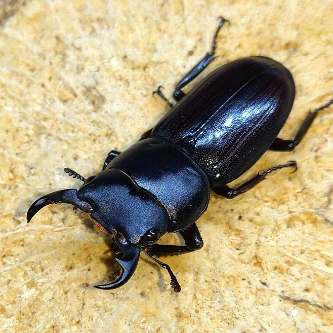 【もとおのクワガタ写真館】Dorcus編 - きれいで簡単にふえるやつがすき
