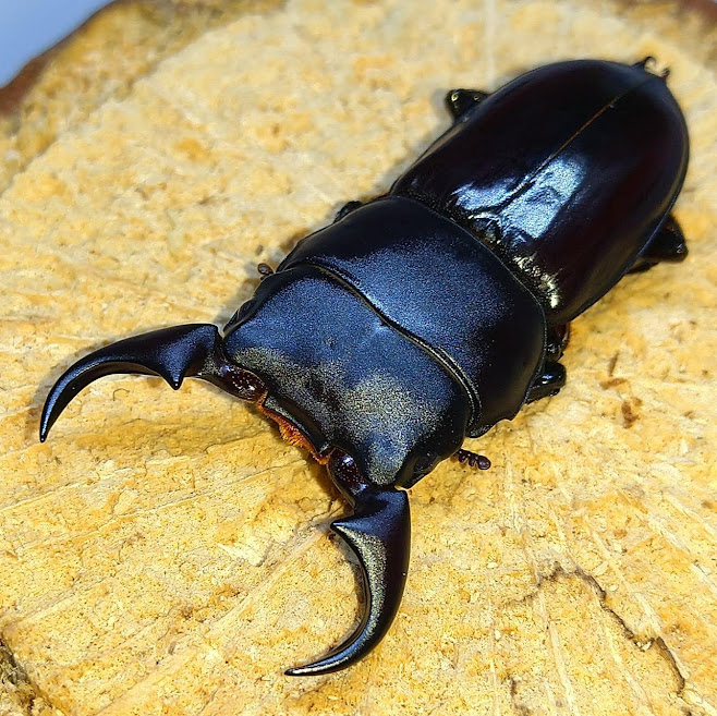 【もとおのクワガタ写真館】Dorcus編 - きれいで簡単にふえるやつがすき