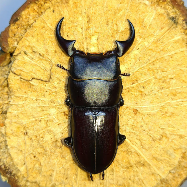 【もとおのクワガタ写真館】Dorcus編 - きれいで簡単にふえるやつがすき