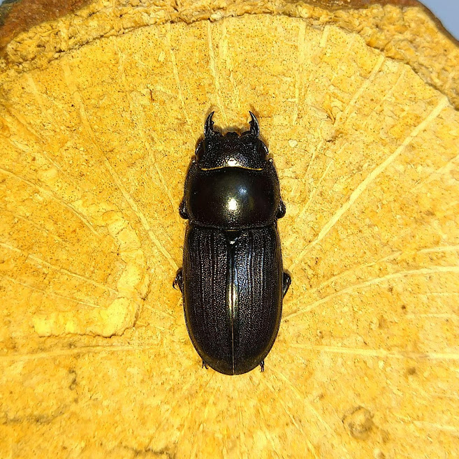 【もとおのクワガタ写真館】Dorcus編 - きれいで簡単にふえるやつがすき