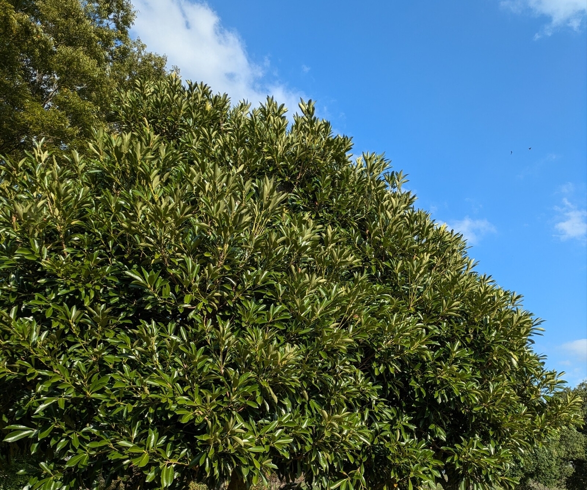 Google Pixel 8aの魅力まとめ7選！迷惑電話対策が神すぎた【半年正直レビュー】 - Perokiの気ままライフ