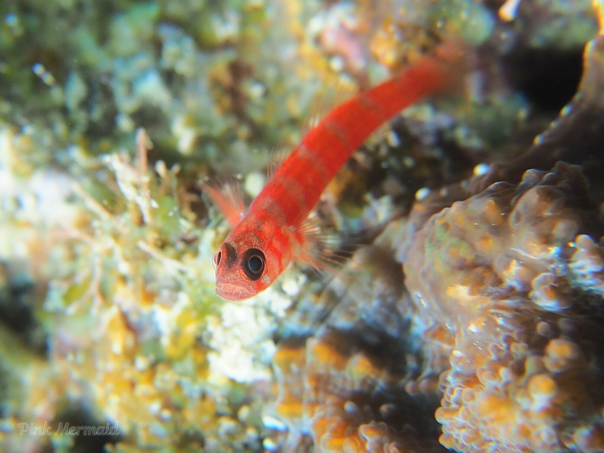 シマイソハゼ - 海の生き物図鑑