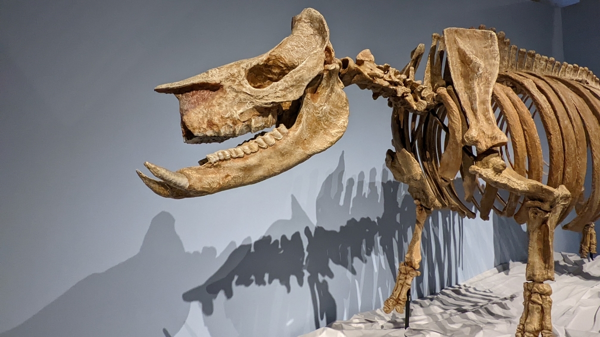 【古生物紹介】キロテリウム(Chilotherium) - Prehistoriclifemanの日記