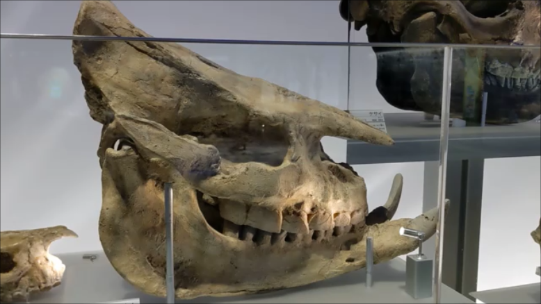 【古生物紹介】キロテリウム(Chilotherium) - Prehistoriclifemanの日記