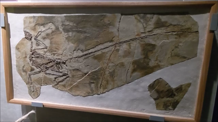 【古生物紹介】ミクロラプトル (Microraptor) - Prehistoriclifemanの日記
