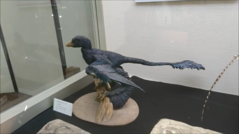 【古生物紹介】ミクロラプトル (Microraptor) - Prehistoriclifemanの日記