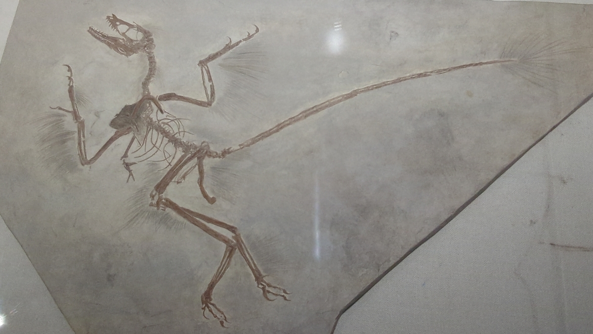 【古生物紹介】ミクロラプトル (Microraptor) - Prehistoriclifemanの日記