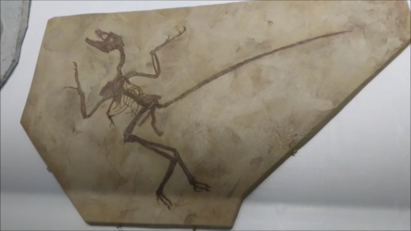 【古生物紹介】ミクロラプトル (Microraptor) - Prehistoriclifemanの日記