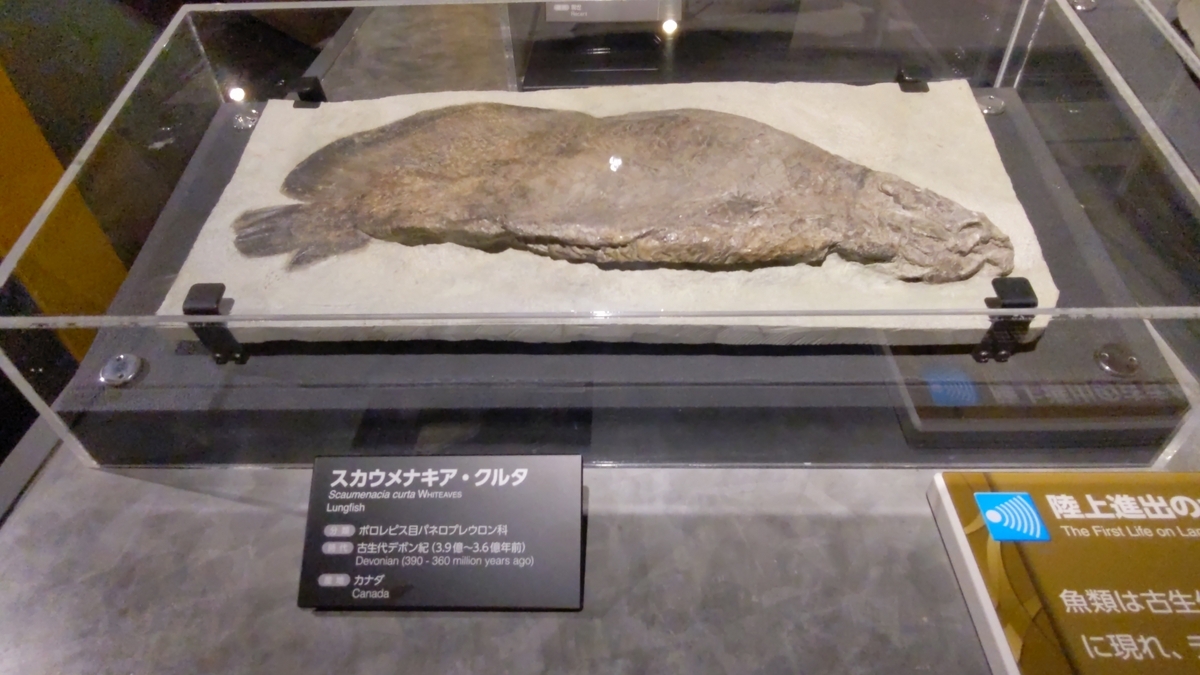 【古生物紹介】スカウメナキア(Scaumenacia) - Prehistoriclifemanの日記