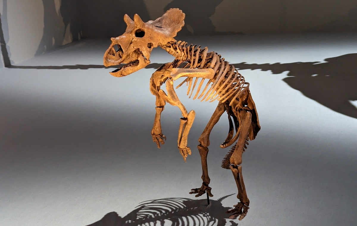 【古生物イベント】DinoScience 恐竜科学博 2023＠TOKYO MIDTOWN(東京ミッドタウン) - Prehistoriclifemanの日記