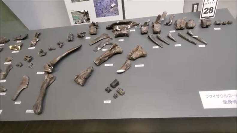【古生物紹介】フクイティタン(Fukuititan) - Prehistoriclifemanの日記