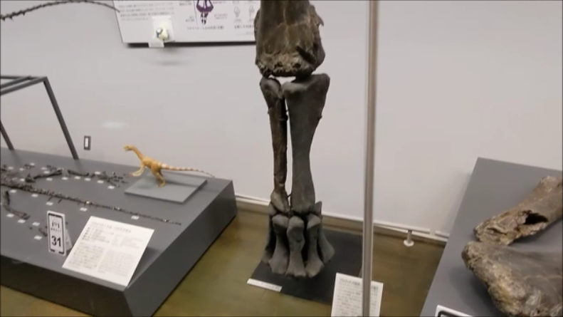 【古生物紹介】フクイティタン(Fukuititan) - Prehistoriclifemanの日記
