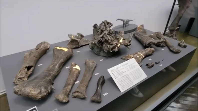 【古生物紹介】フクイティタン(Fukuititan) - Prehistoriclifemanの日記