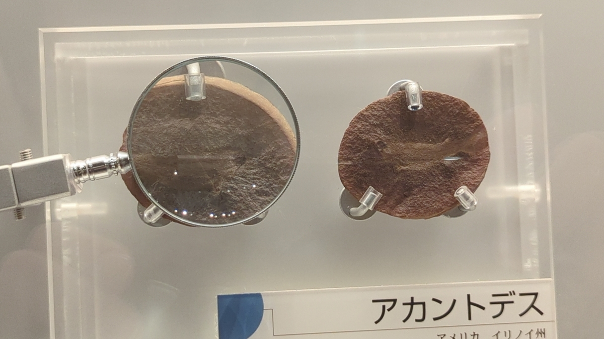 【古生物紹介】アカントーデス(Acanthodes) - Prehistoriclifemanの日記
