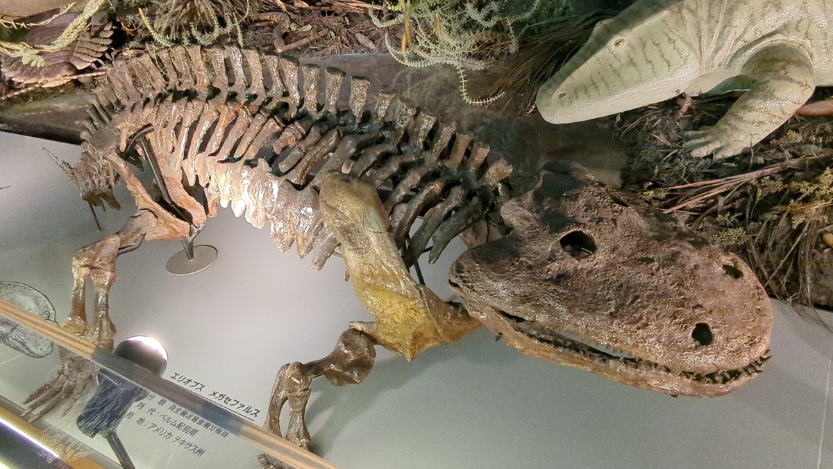 【古生物紹介】エリオプス(Eryops) - Prehistoriclifemanの日記