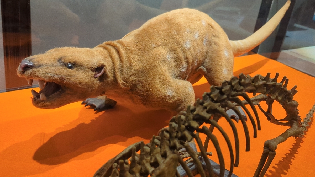 【古生物紹介】ディデルフォドン(Didelphodon) - Prehistoriclifemanの日記
