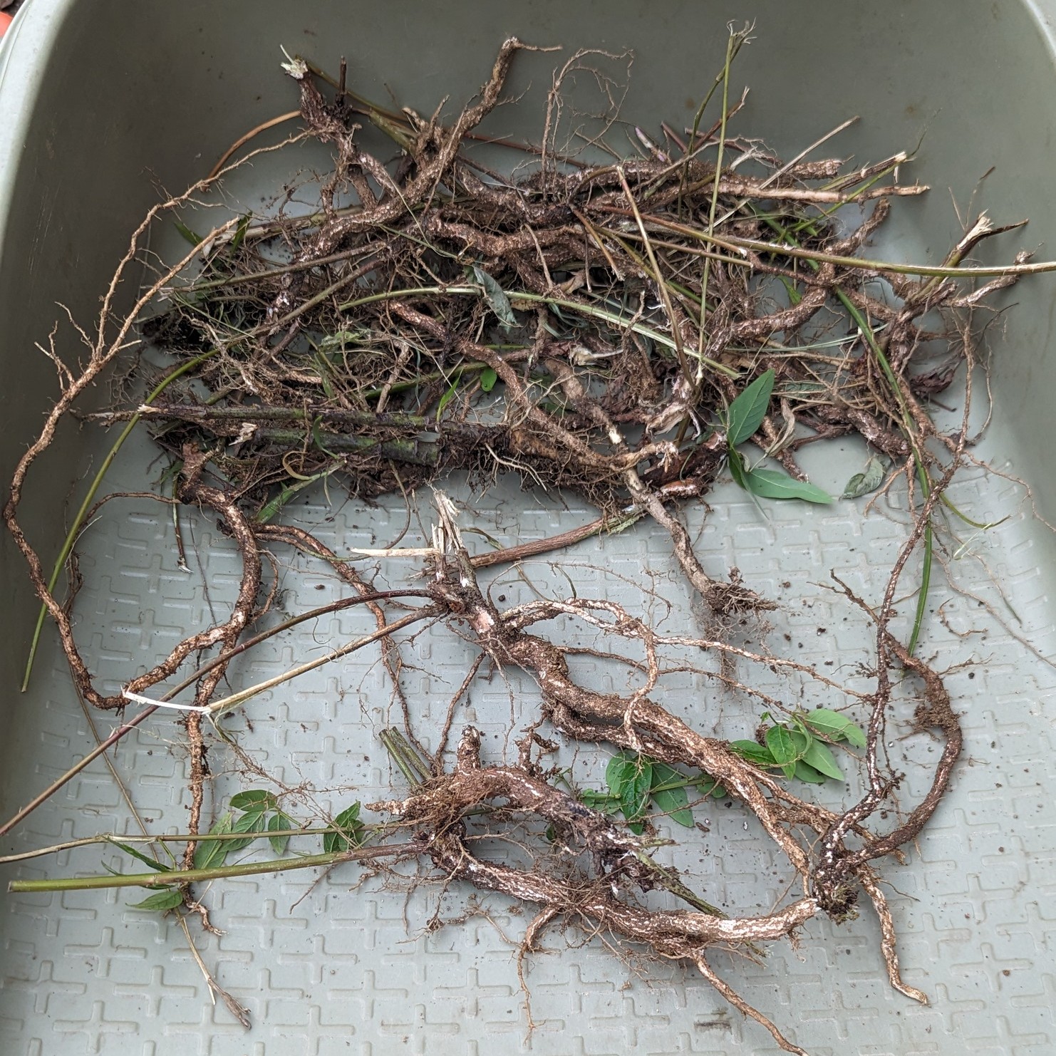 個別「20230708181436」の写真、画像 - FOOD - RASEN-KAIDAN's fotolife