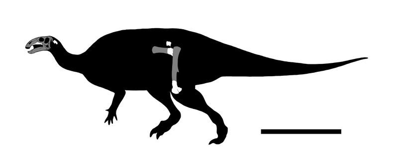 コシサウルス・カツヤマ - GET AWAY TRIKE