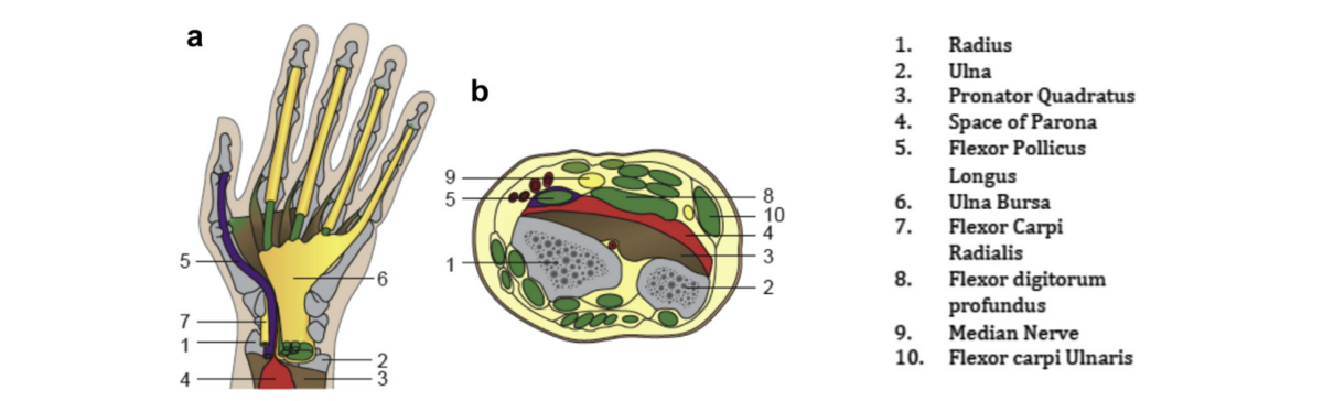Space of parona(parona腔) - 膠原病内科日記