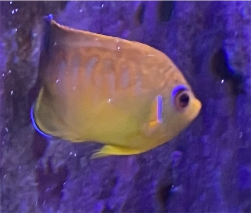 タイガーピゲ接写 - R's coral マリンアクアリウムの豆知識