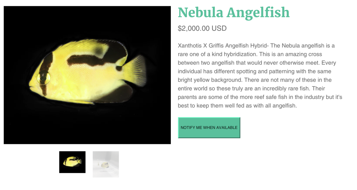 グリフィスフレイクあるいはGolden Nebula angel - R's coral マリンアクアリウムの豆知識