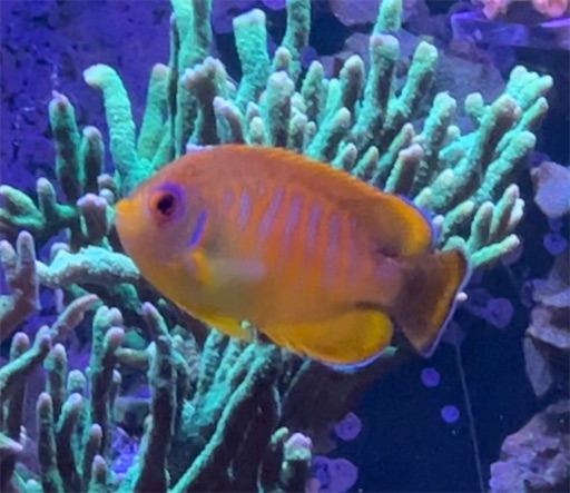 タイガーピゲ - R's coral マリンアクアリウムの豆知識