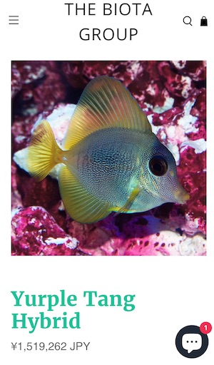 近々、輸入されると噂のYurple tang（YellowとPurple tangのハイブリッド）の値段はいくらになるのでしょうか？ - R ...