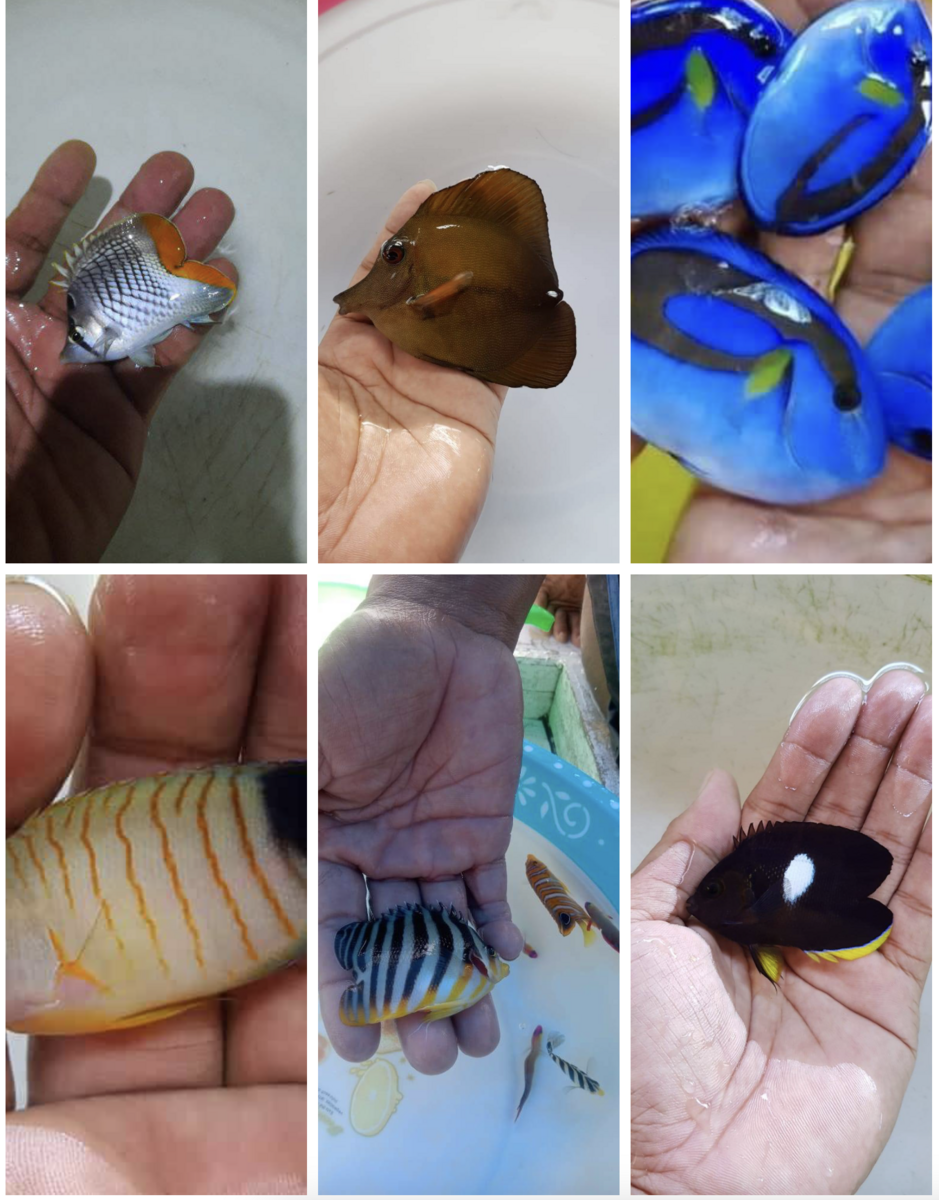 日本でも、最近、時々目にするハートテールの海水魚 - R's coral マリンアクアリウムの豆知識