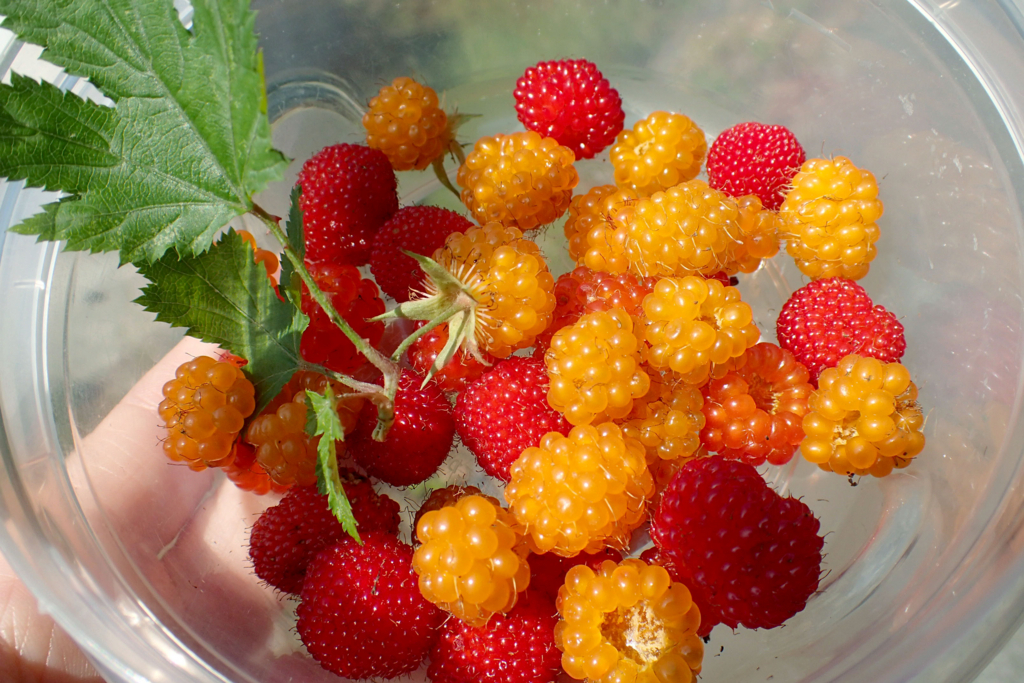 Rubus Street Collection 2017 - み