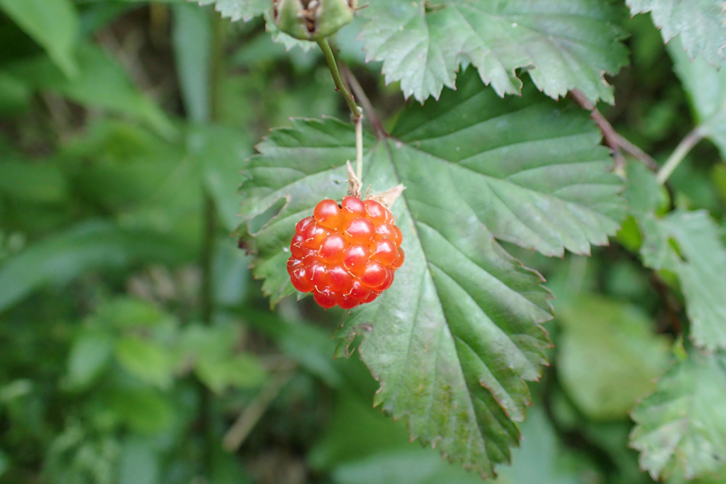 Rubus Street Collection 2017 - み